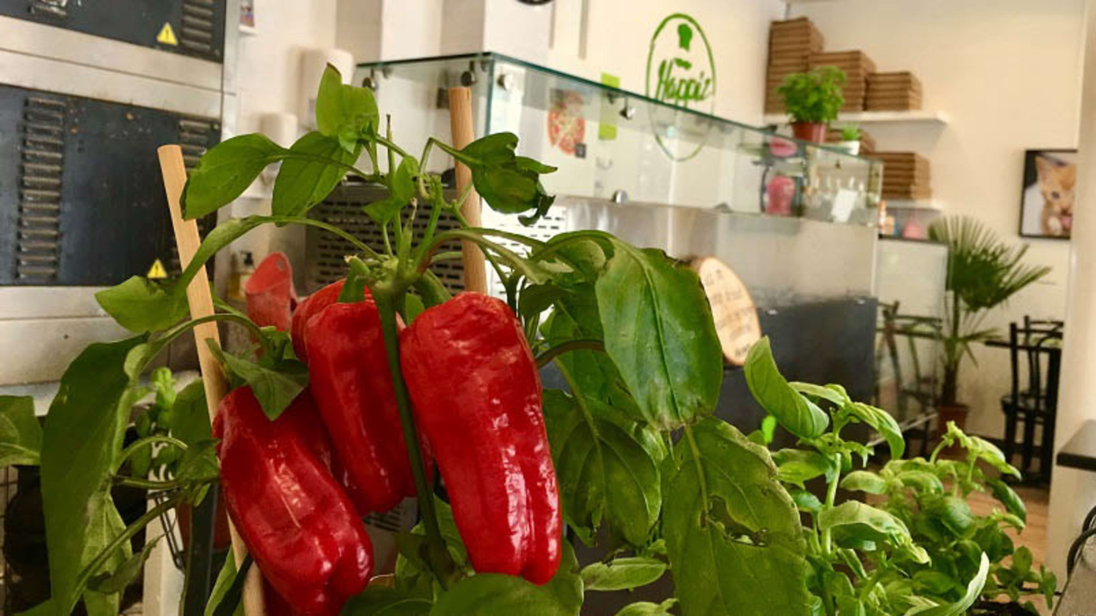 The Best Organic food Restaurants Near Me | TheFork